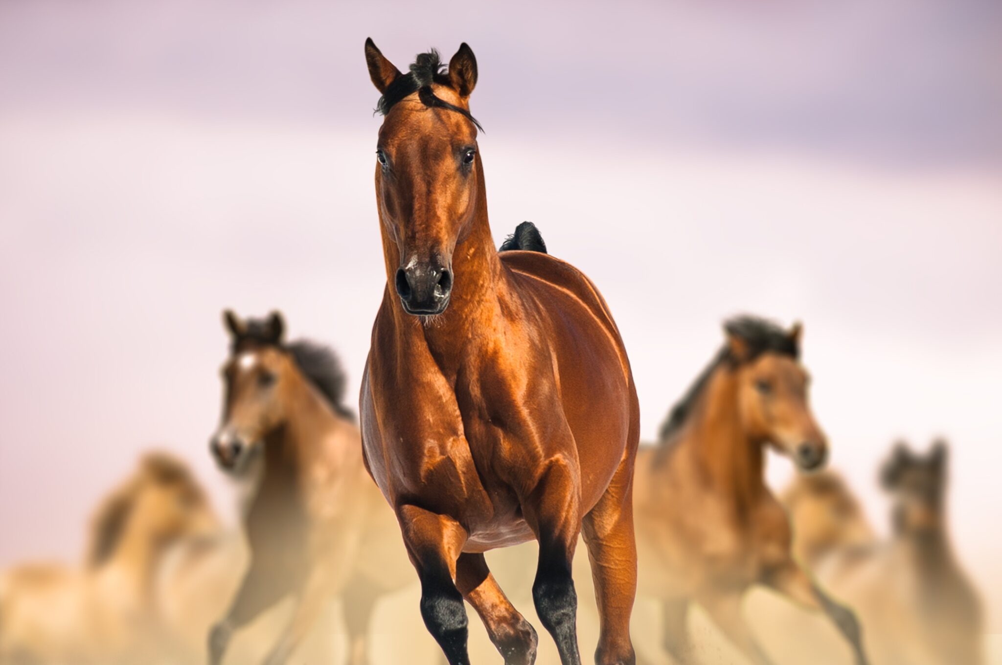 How To Get A Horse To Come To You? Complete Guide (2026)