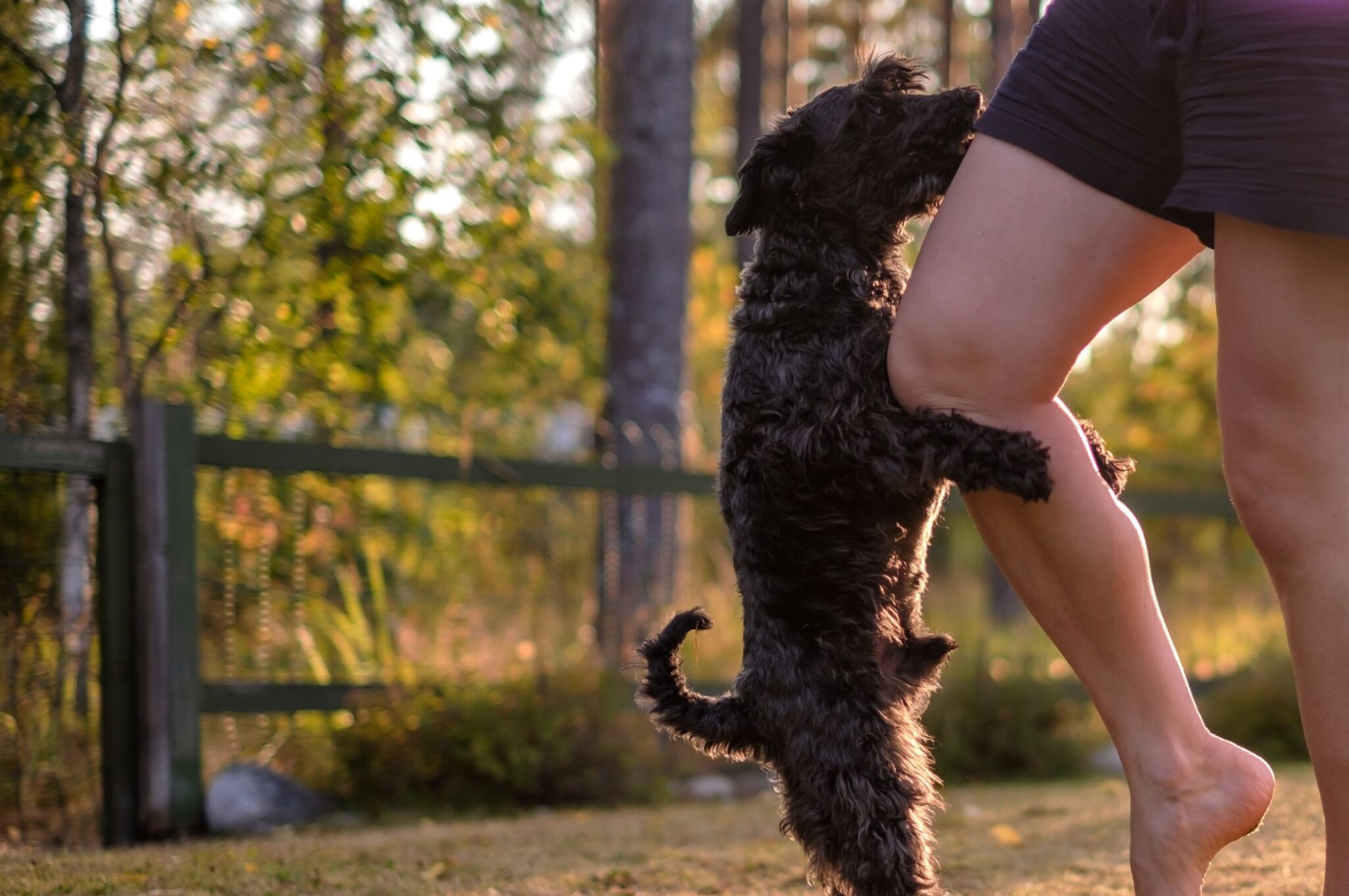 How To Stop A Dog From Humping? 7 Tips Versus Mounting