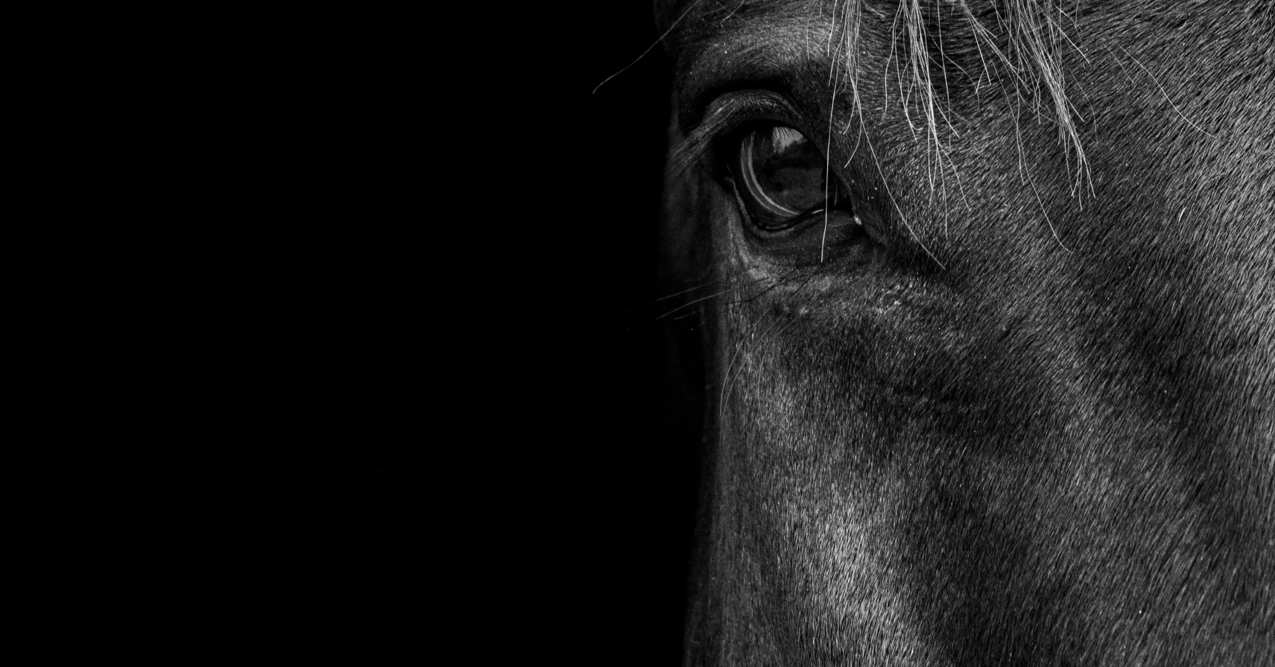 Horse anxiety: How to calm an anxious horse | Ditte Young