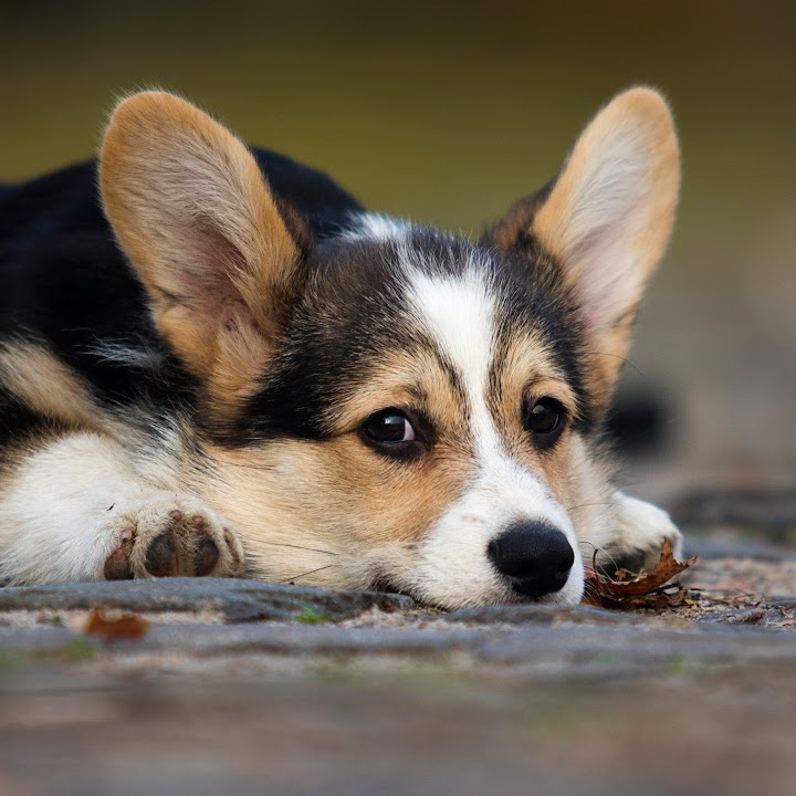 How to release trauma bonding with your dog | Ditte Young