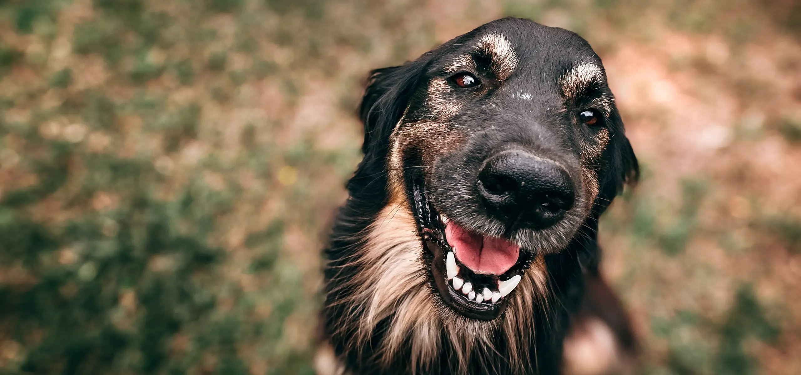 Exploring Animal Telepathy & Intuitive Communication I Ditte Young